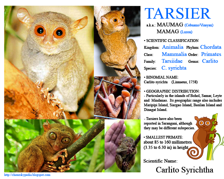 Philippine Tarsier