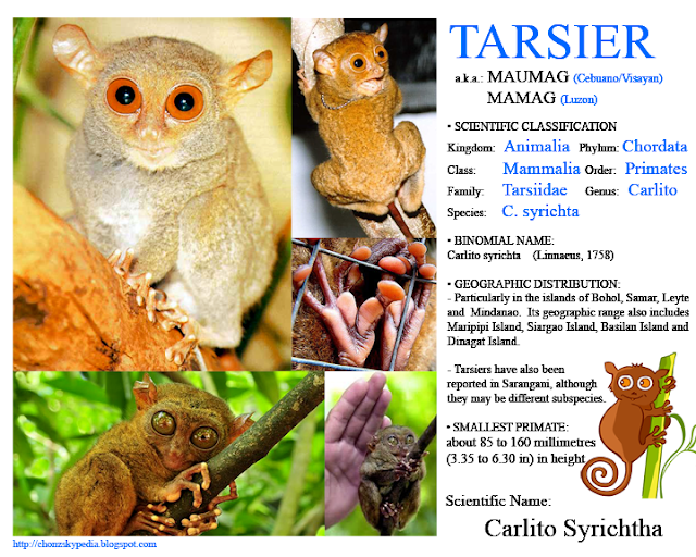 Philippine Tarsier