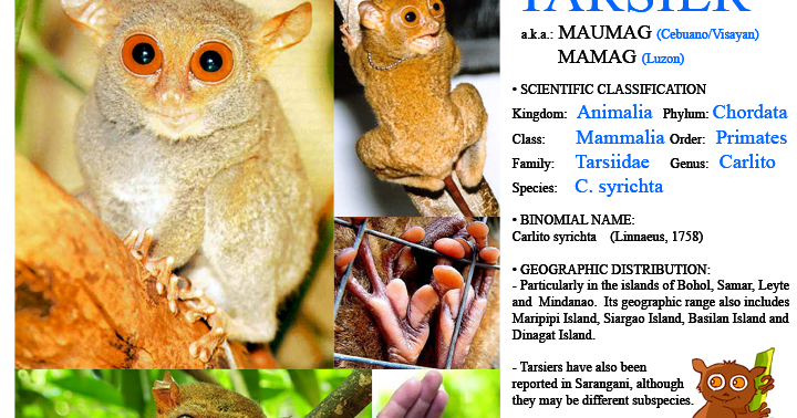 Z59 NEWS & STORIES: Tarsier