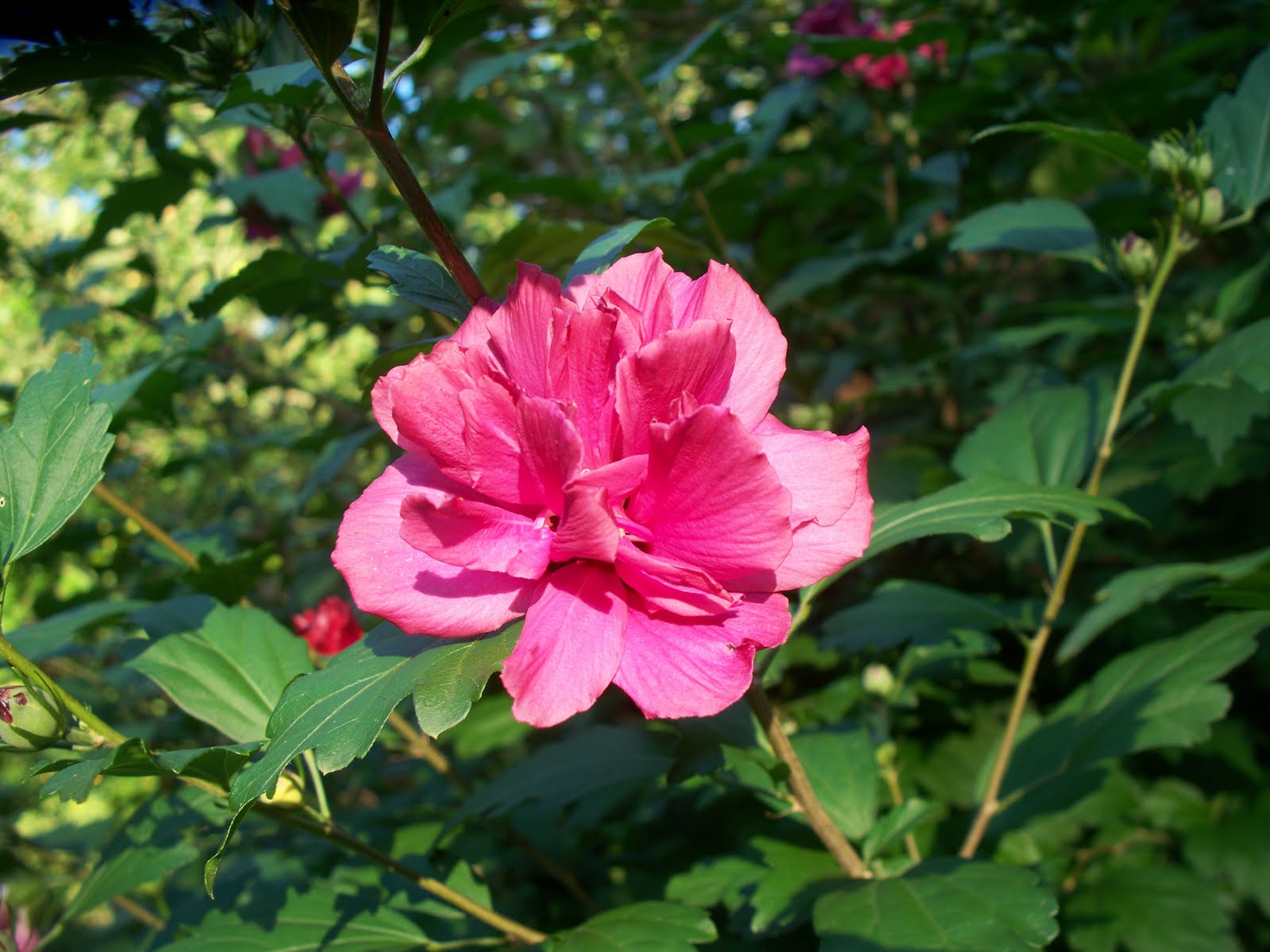 Garden Beauty: Althaea, Hibiscus or Rose of Sharon