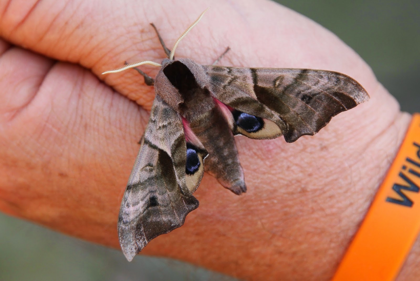 Wilde About Birds: An eye for a moth!