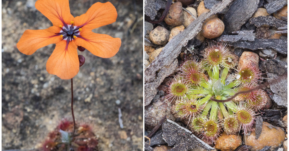 Sciency Thoughts: Drosera albonotata: A new species of Pygmy Sundew ...