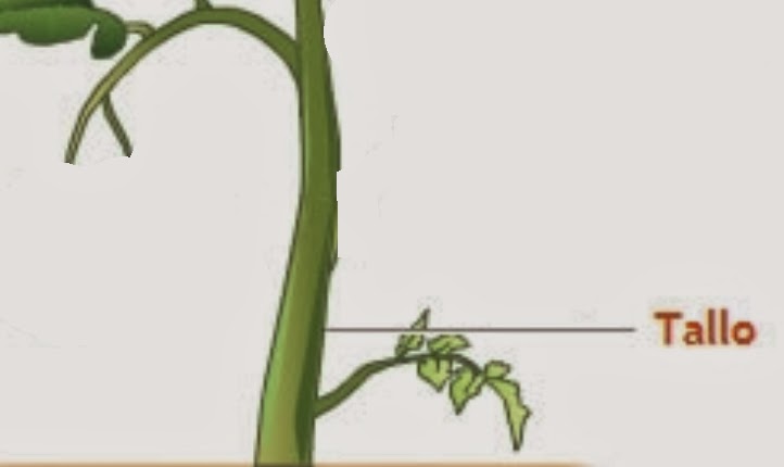 Las plantas y sus partes: Tallo