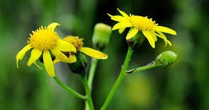 Flora van de Wadden: Bezemkruiskruid