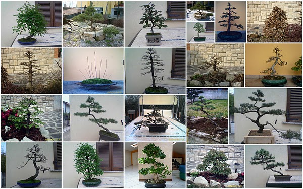 I BONSAI DI PIROLA GIOVANNI