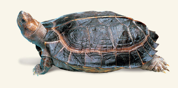Giant Asian Pond Turtle - Reptiles World