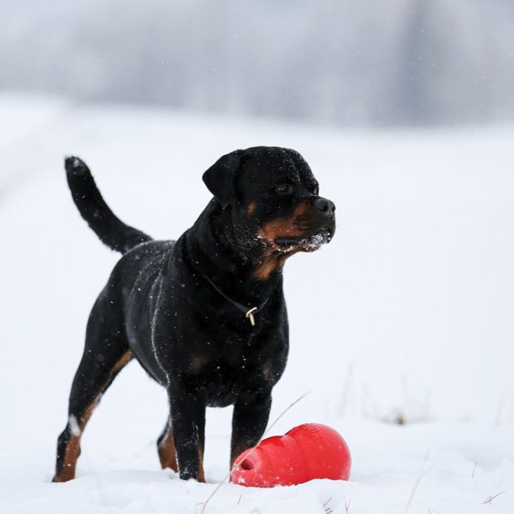 Best friend! Gorgeous Rottweiler! - My Interests