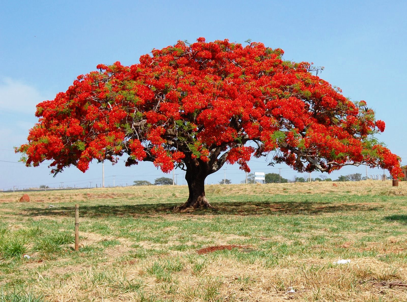 Cedros do Líbano: NOSSAS UNIDADES!