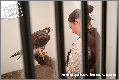 Learning how to handle a Harris Hawk : Jake's Bones