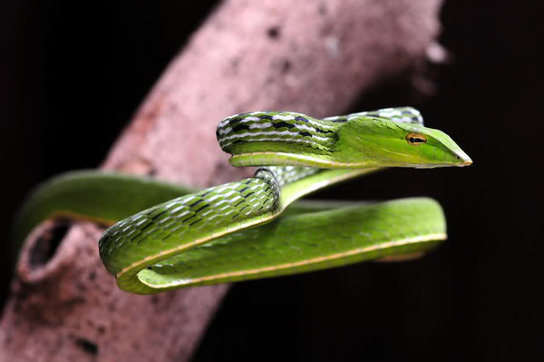 INFO BUDIDAYA: Ular Pucuk