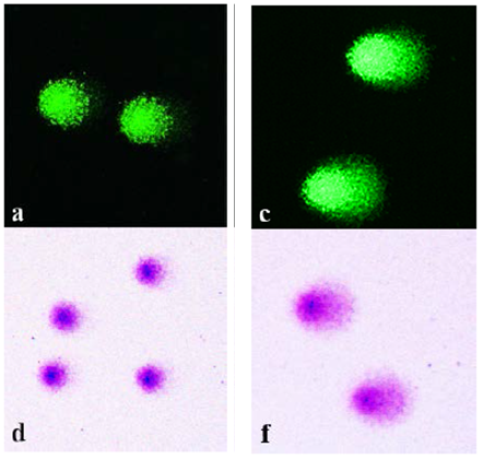 Science for your mind: Giemsa Staining Makes DNA Comet Assay for ...