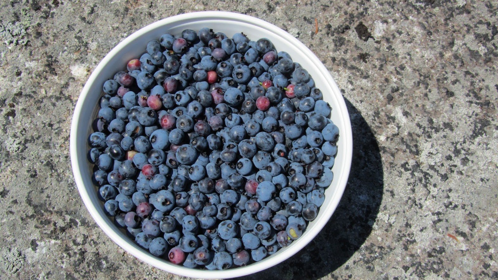 Tomcat's Outdoor Adventures: Moxie Bald Mountain Blueberry Feast