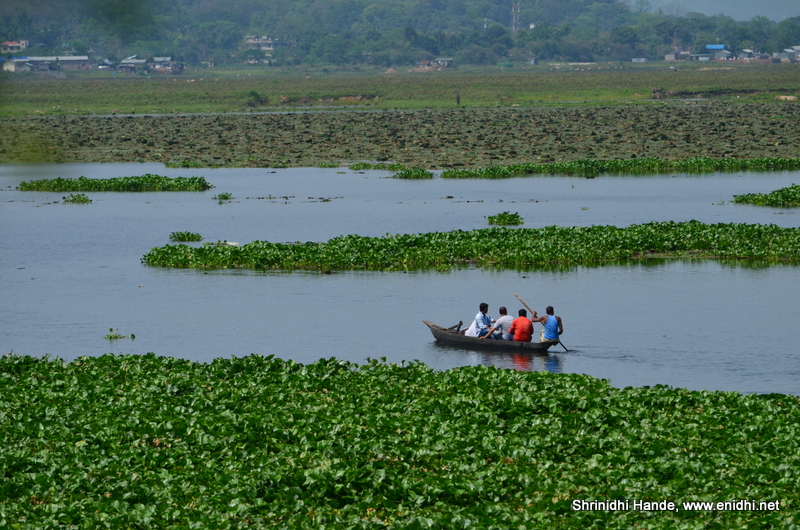 Deepor Beel bird sanctaury, Assam- Went for birds, got coconut water ...
