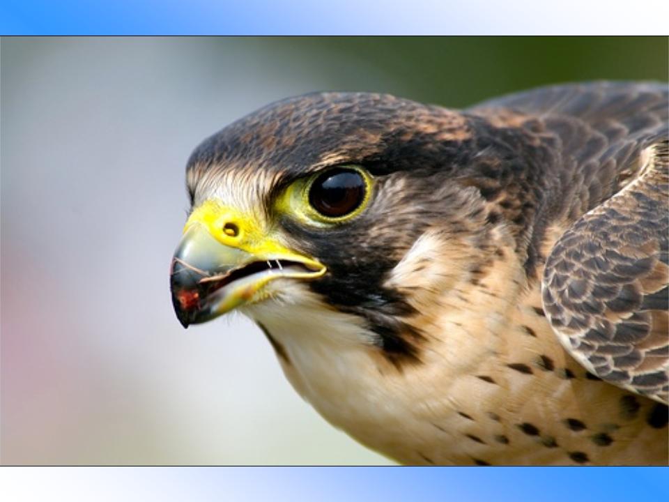 Spreebird wildlife: Shaheen SHAHEEN FALCON (Military state-bird of the ...