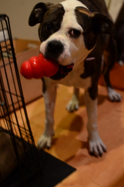 Two Pitties in the City: 'How-To' Teach Your Dog to Put Their Own Toys Away