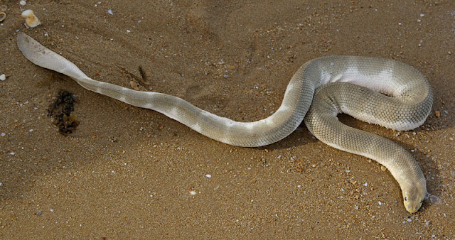 Ular Asli Indonesia: Ular Berbisa
