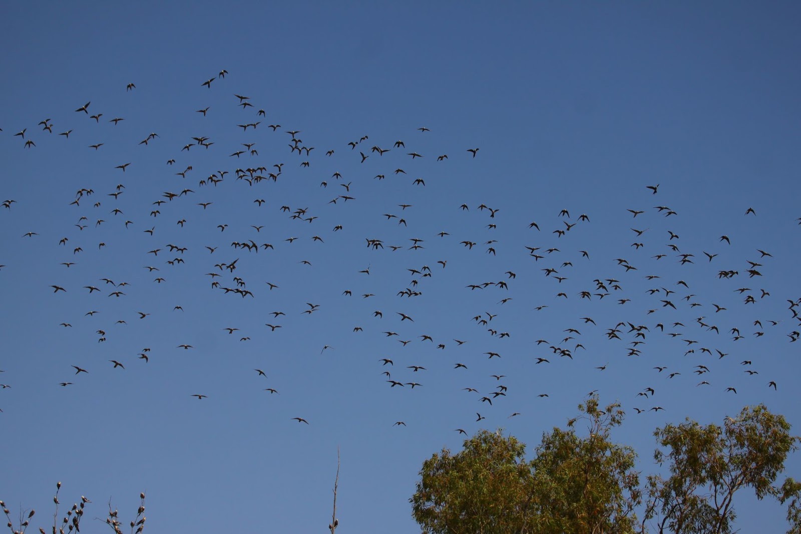 Richard Waring's Birds of Australia: 100s of Cockatiels - photos and videos