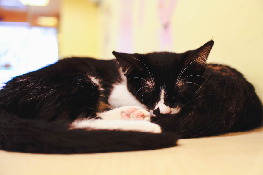 ink + adventure: Taipei // Stray Cats Cafe