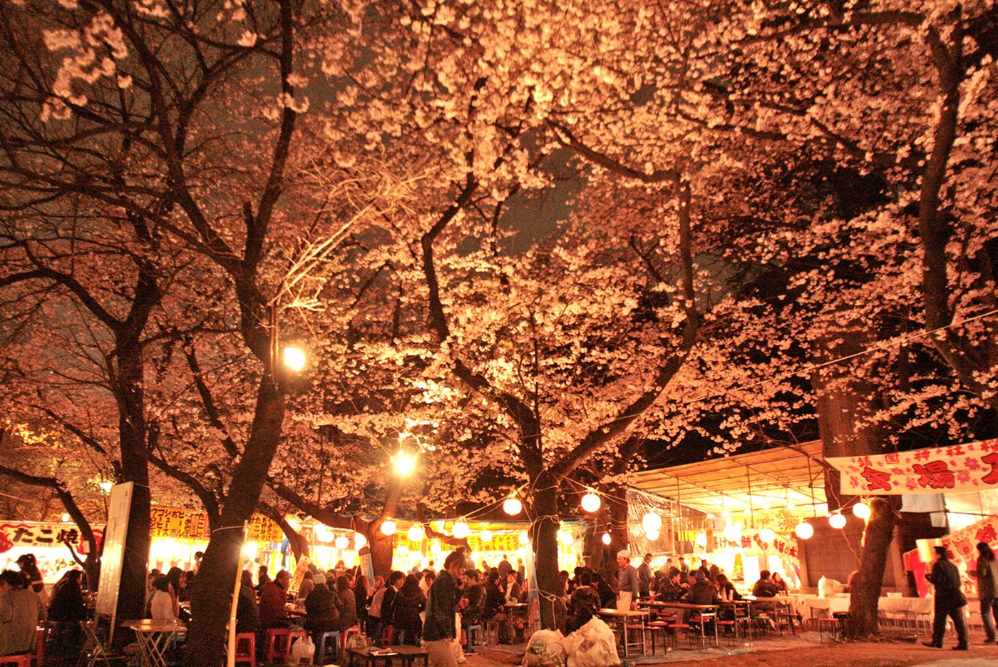 Osaka Joe: Hanami: The Japanese Tradition of Cherry Blossom Appreciation