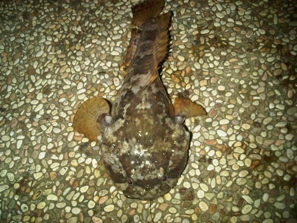 JoM Me­NGaiL IKaN"...: Ikan lepu atau depu