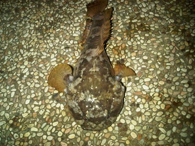 JoM Me­NGaiL IKaN"...: Ikan lepu atau depu