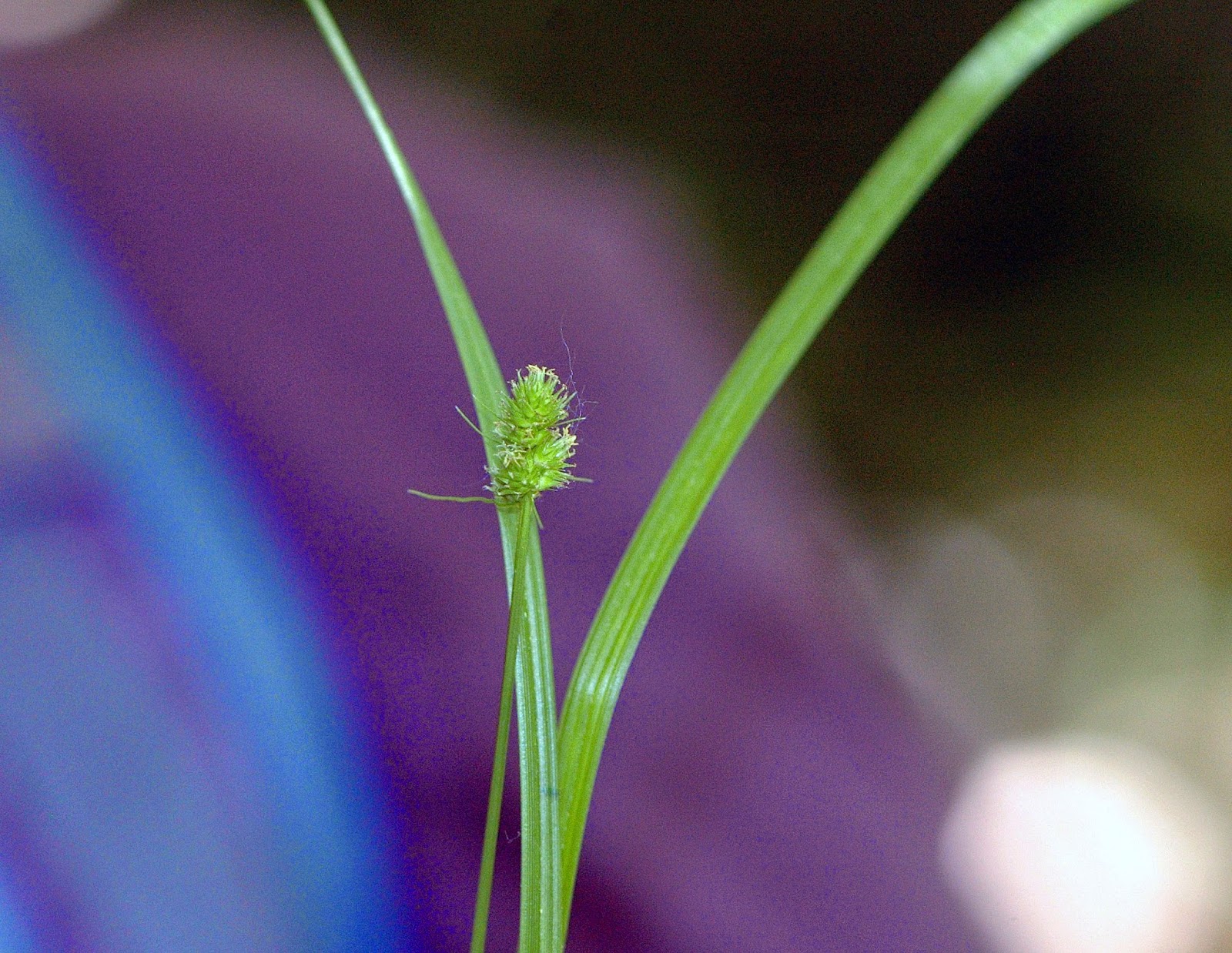 Field Biology in Southeastern Ohio: Carex Sedges part 2-star, spiny ...