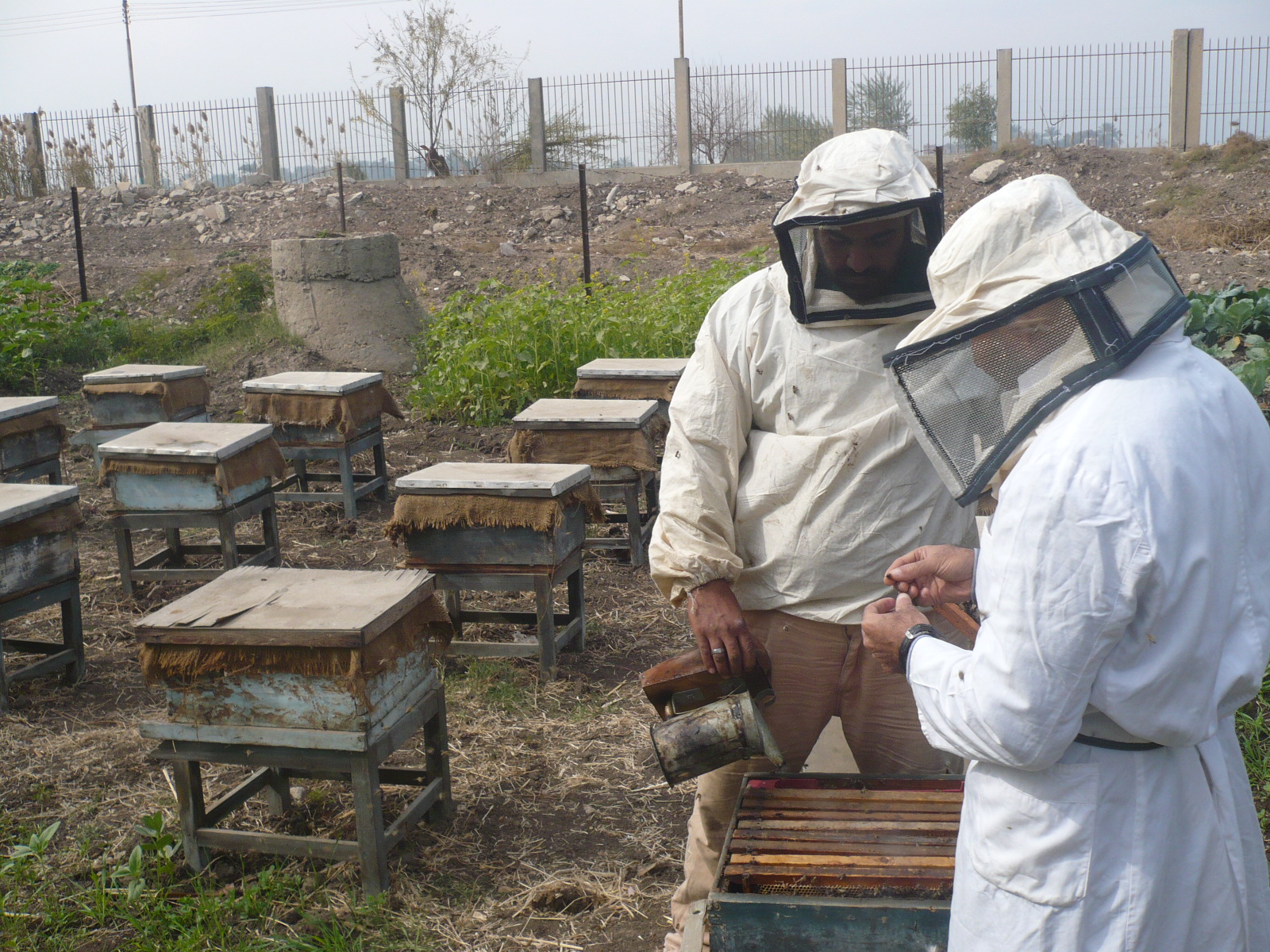 A Detour by Way of the Beehive: Modern Egyptian Beekeeping (in Pictures)