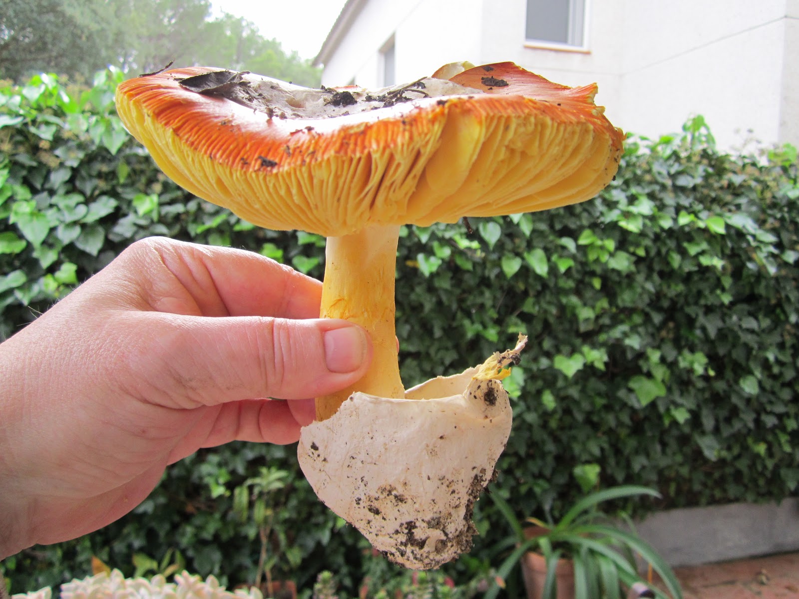 EL RACÓ DELS CANTAIRES: BOLETS DEL MONTNEGRE