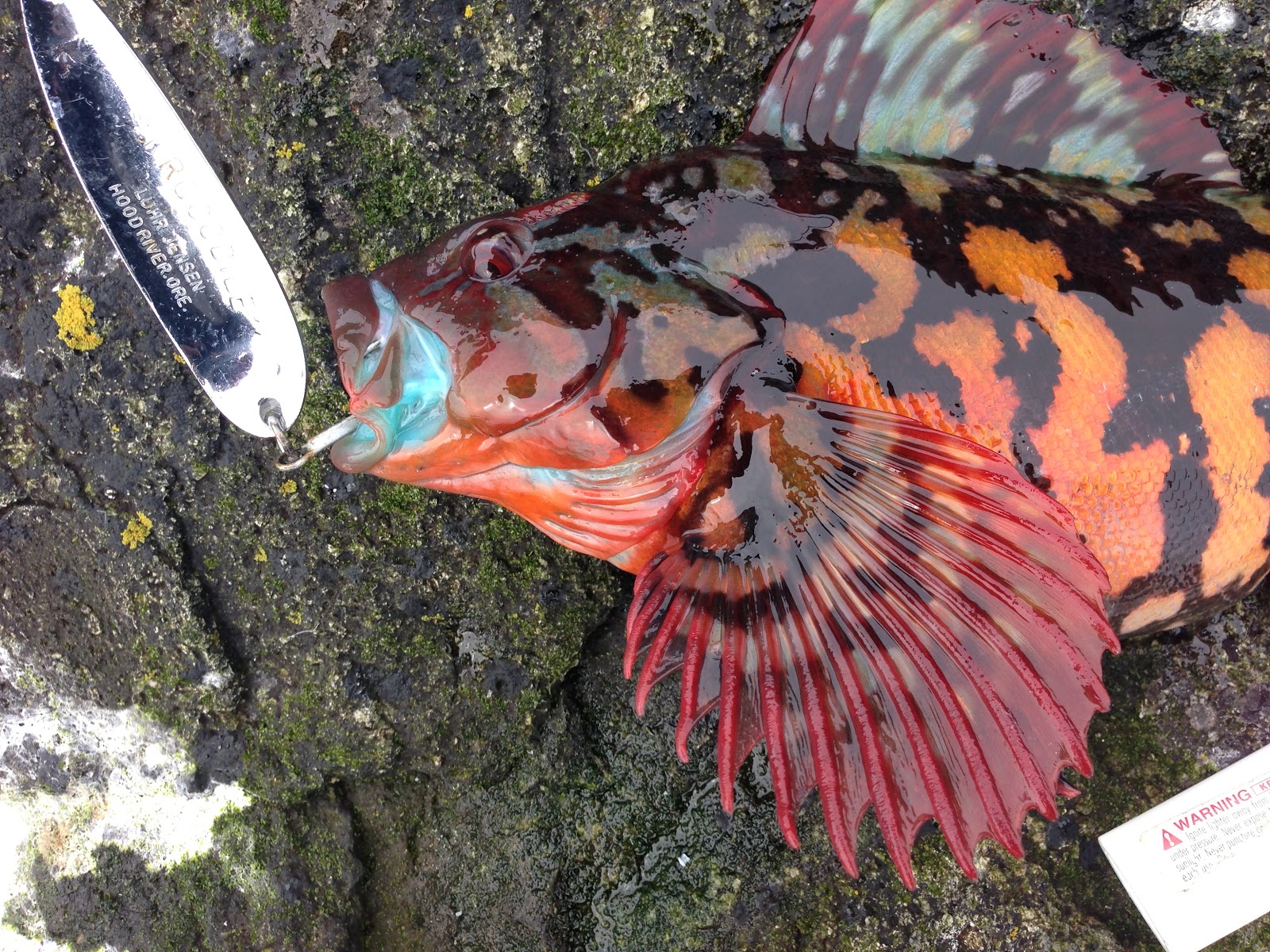 Rudy's Alaska Fishing Blogs: Adak, AK