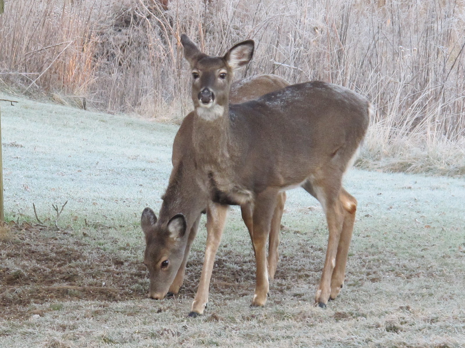 Blue Jay Barrens: Deer