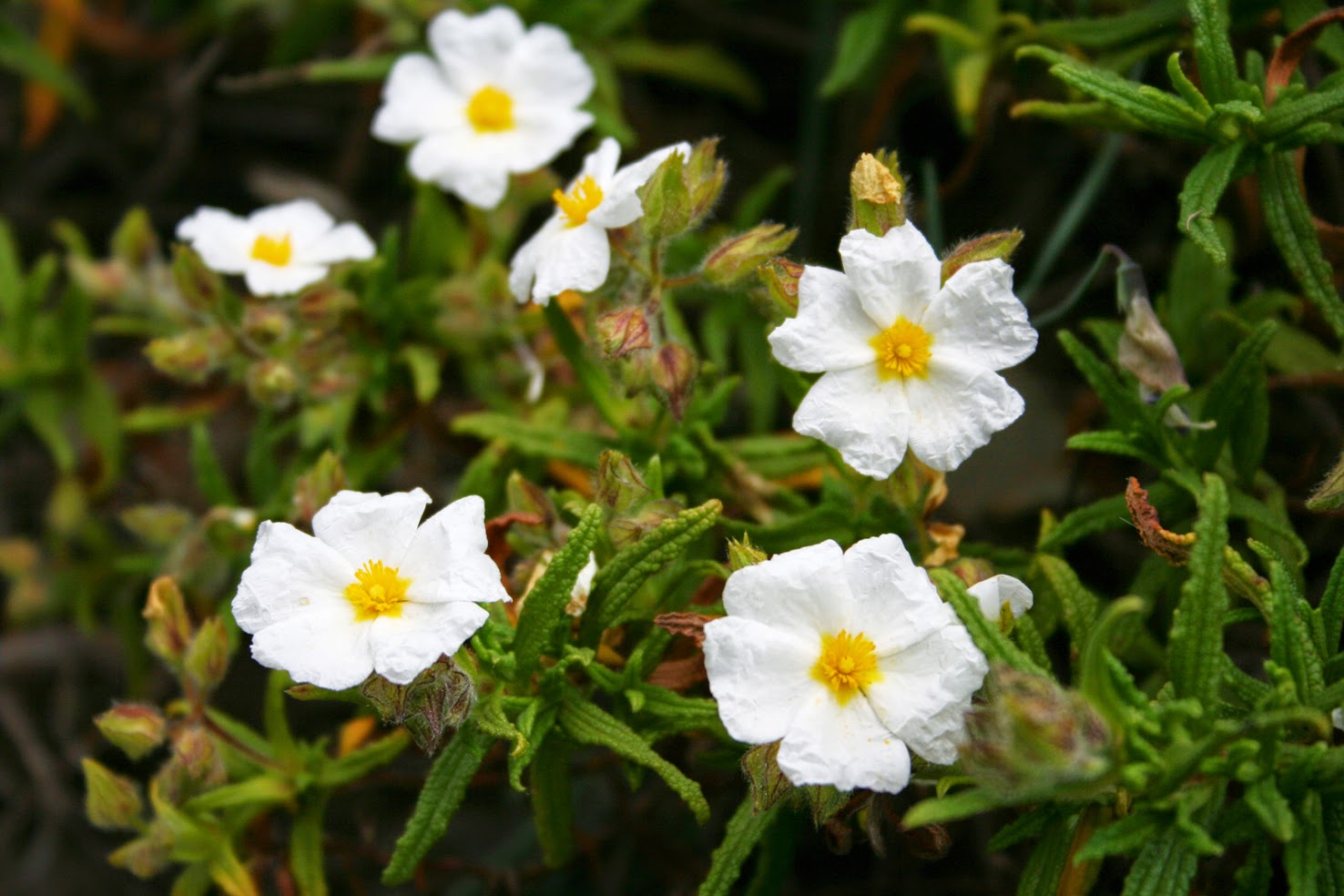 Enviar por correo electrónico Escribe un blog Compartir con Twitter ...