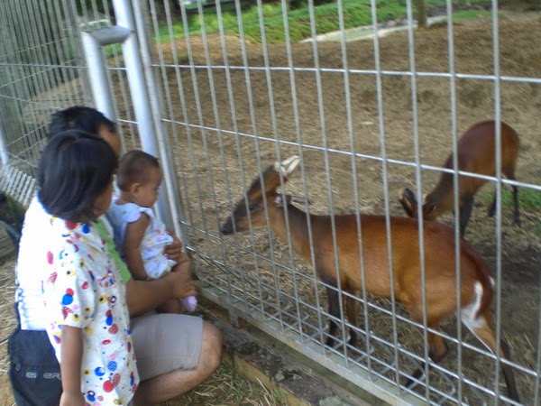 Taman Rusa Undip - Kumamat Blog