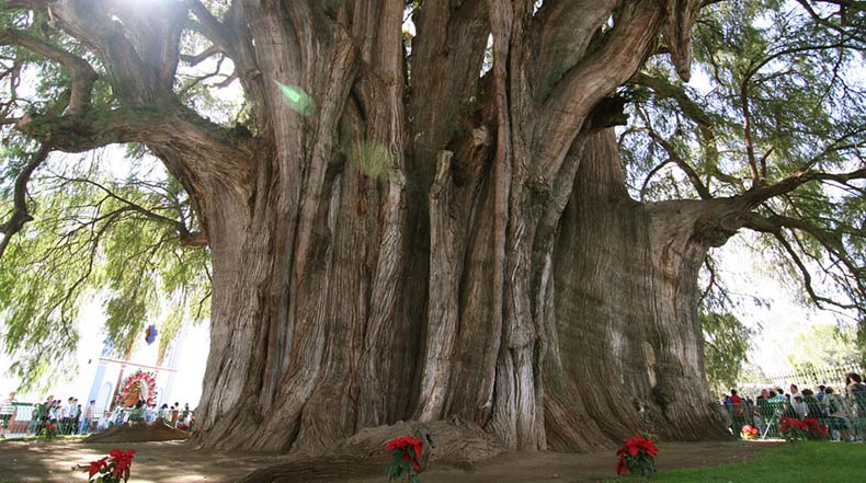 El Árbol del Tule - RUTA 33
