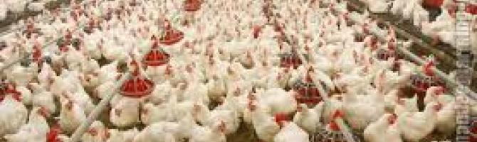 Probe into illegal poultry in PNG - One Papua New Guinea