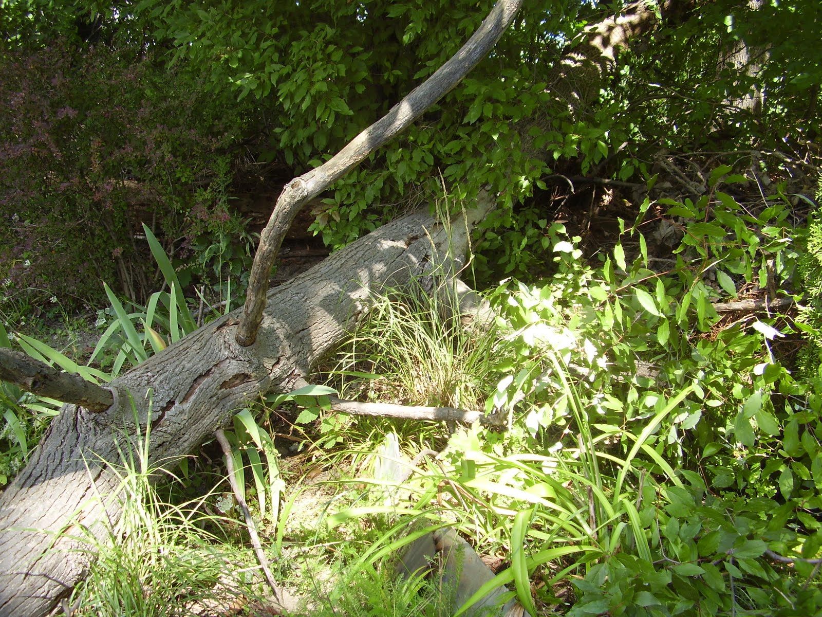 Life In Michigan: A tree fell in the woods and it made a whooshing noise