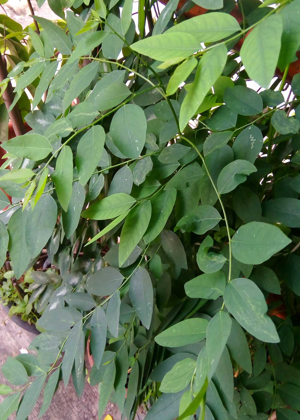 Katuk (Sauropus androgynus),