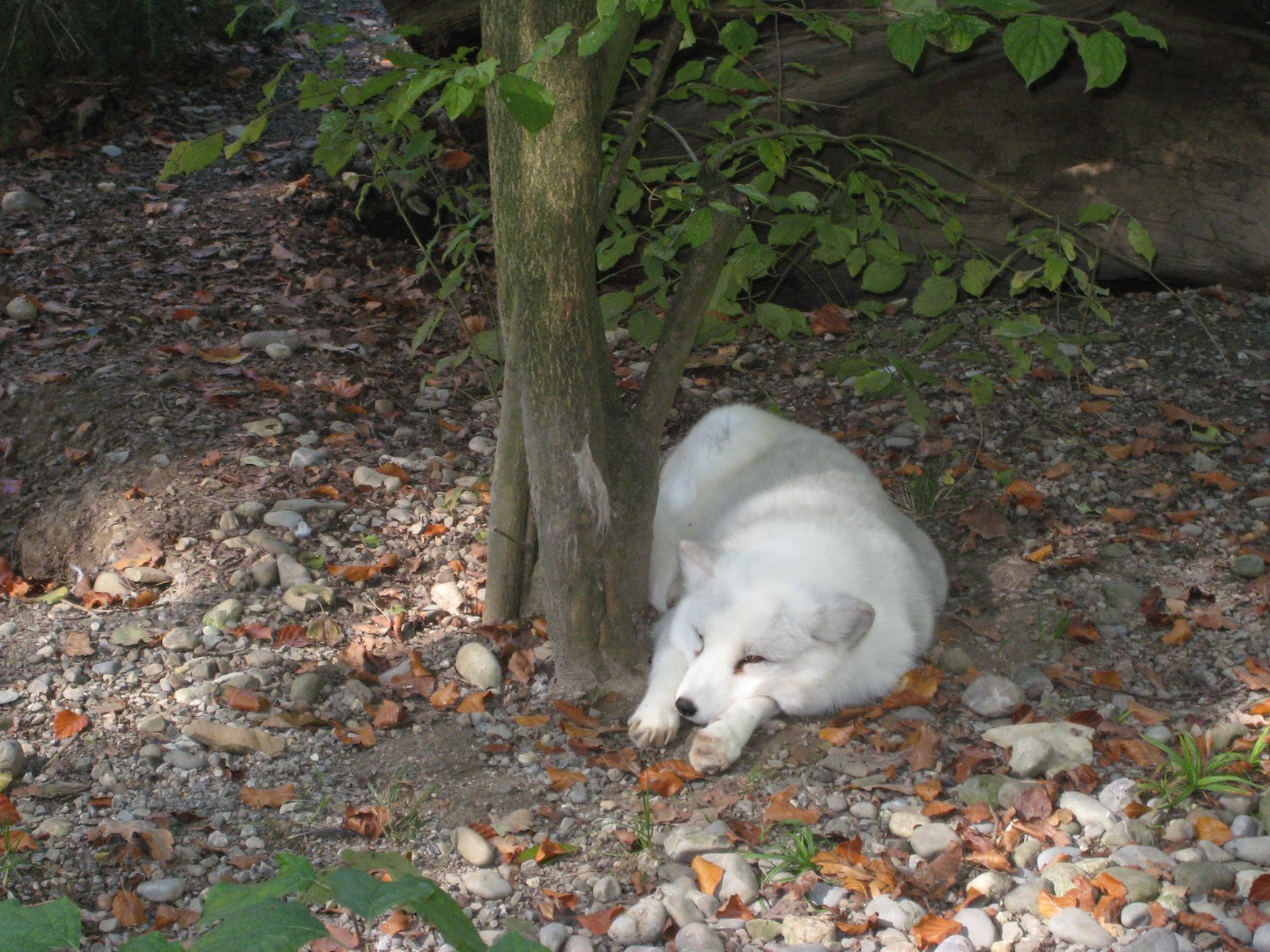 Eisfuchs (Alopex lagopus): Eisfuchs 1