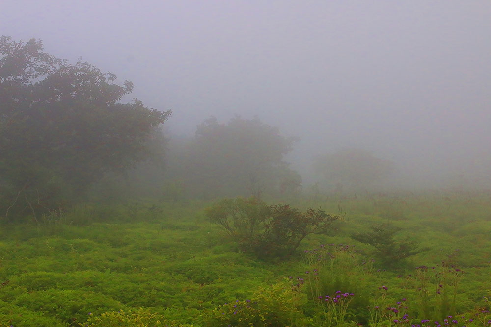 Kaas Plateau (UNESCO site) - a Travel Guide to the Valley of Flowers in ...