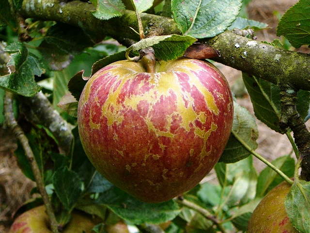 Enchanted Apples