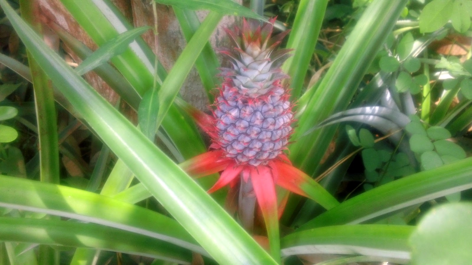 Les ananas bio Label d'Or & Bonabio