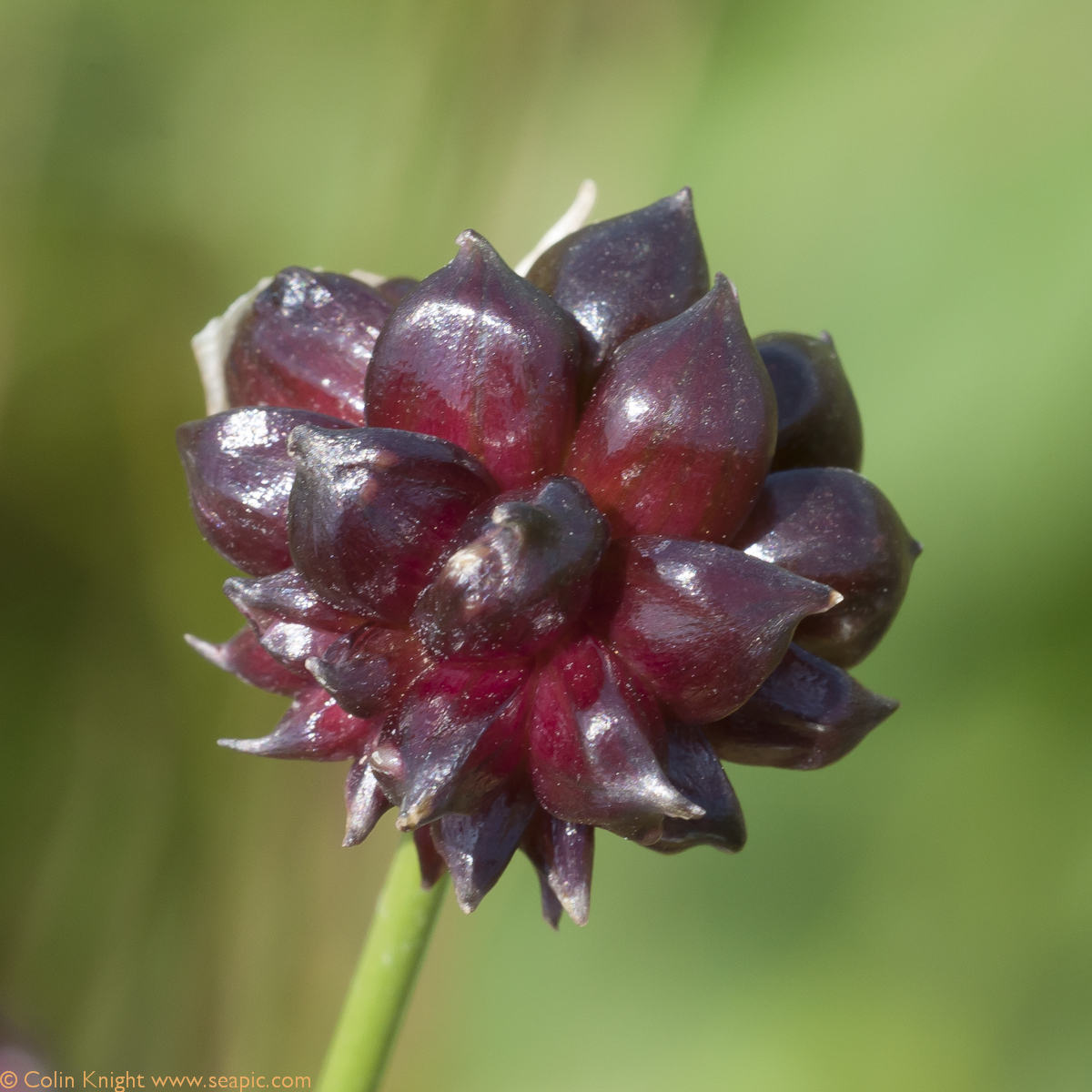 Postcards from Sussex: Crow Garlic and Tortoiseshells at Anchor Bottom
