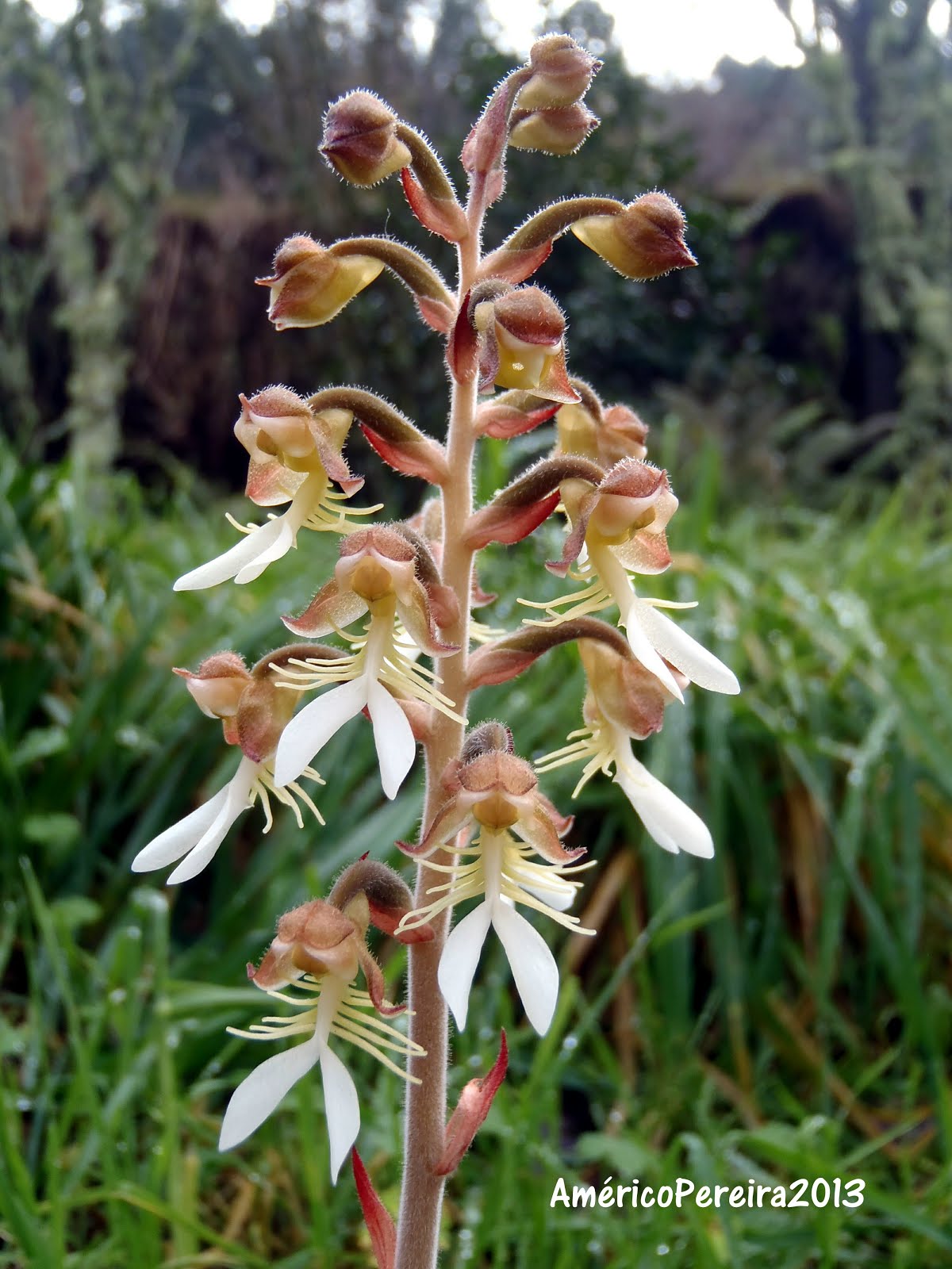 Orquídeas soltas: Anoectochilus formosanus