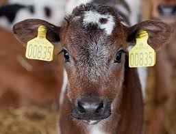 Noget om Mad: DANSKE KALVE KLÆDT I VINTERFRAKKER