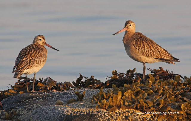Bar-tailed Godwits | Focusing on Wildlife
