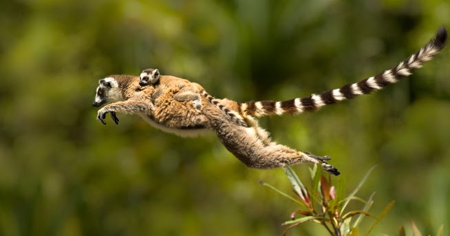 Signs in the Wilderness: Ambush hunters in the trees