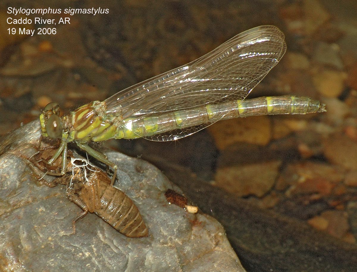 Northwest Nature Notes: July 2013