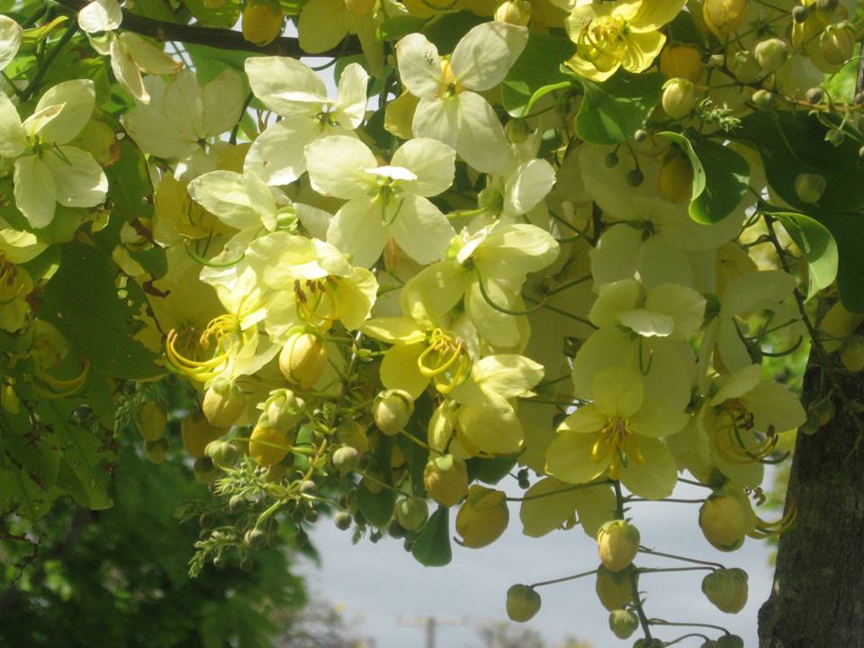 Aloha from Hawaii: Rainbow Shower trees in the Rainbow state of Hawaii.