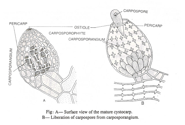 POLYSIPHONIA - STRUCTURE OF VEGETATIVE BODY AND REPRODUCTION