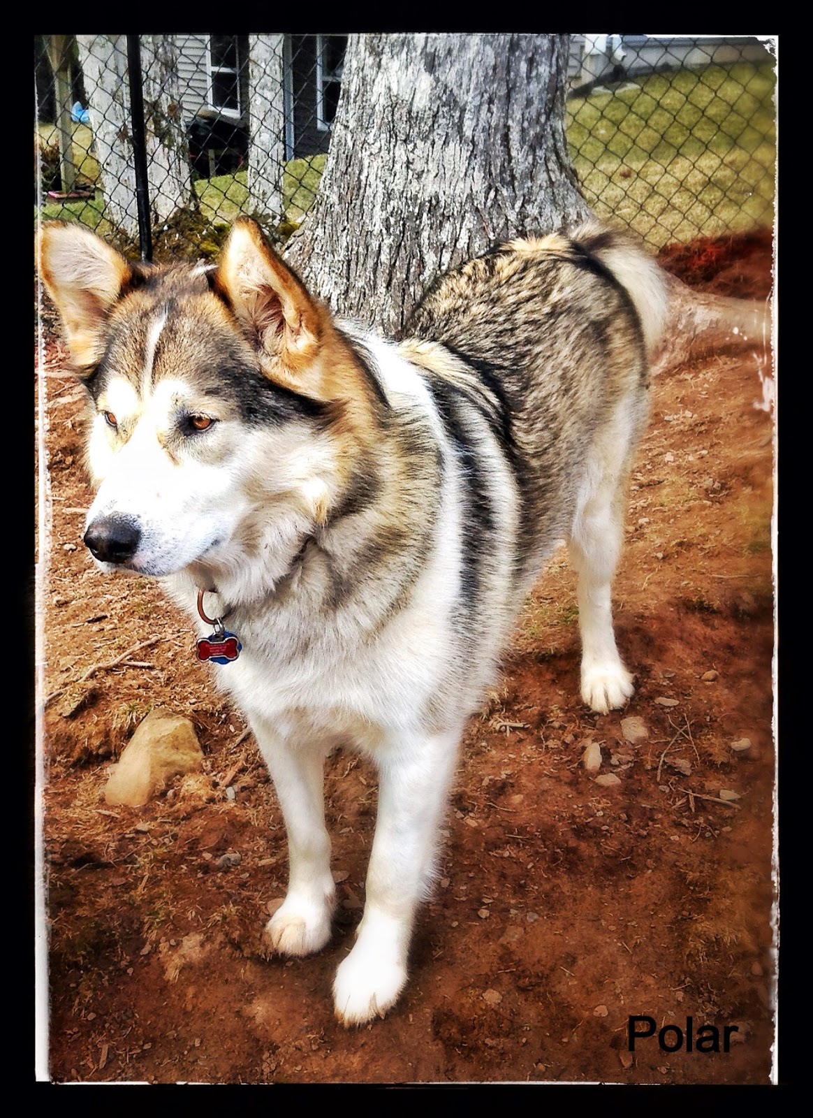 Here, There & Everwhere in Canadian Animal Rescue: What Is A Labrador ...