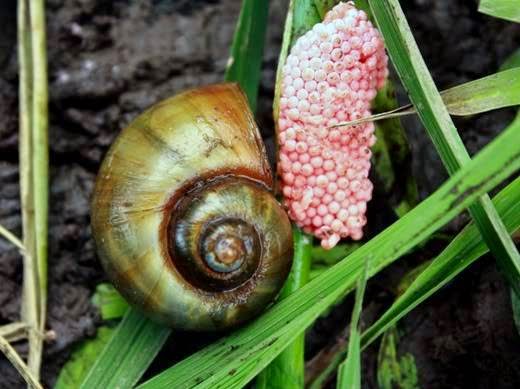 MEDIA PENYULUH PERTANIAN NURSETO AGUS HARYATMO.BLOGGER: HAMA KEONG MAS ...